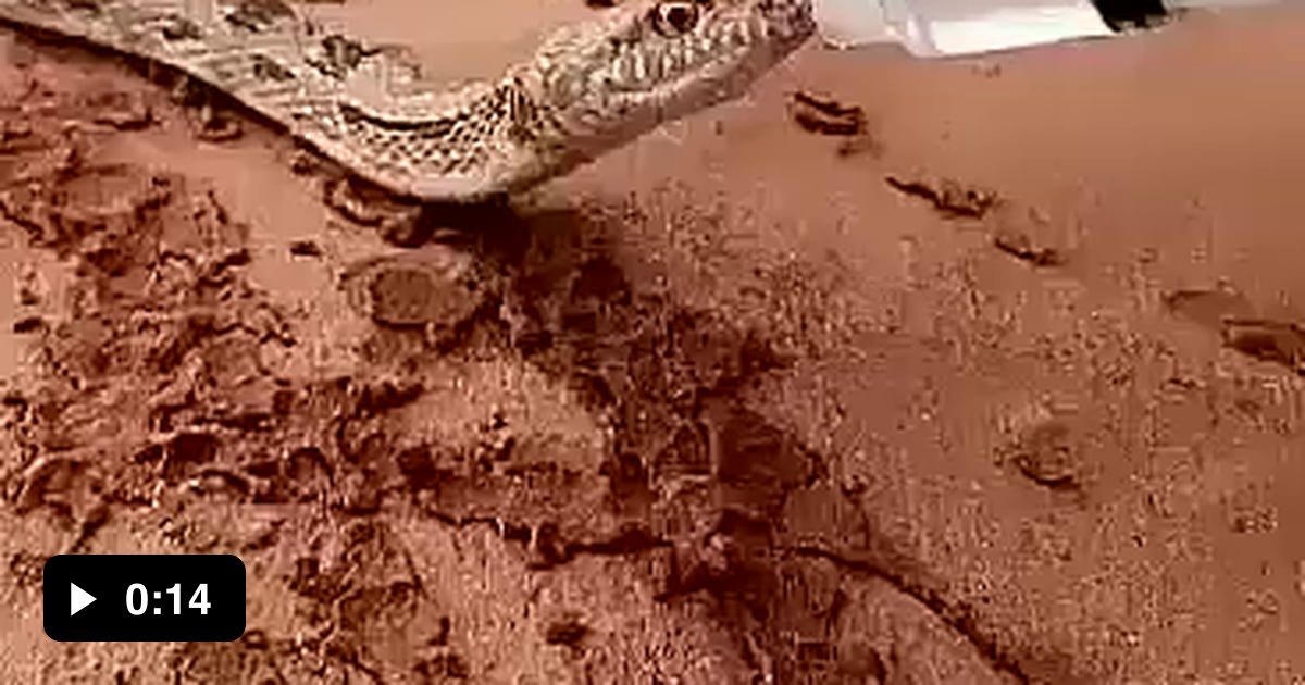 Hydrating a desert nope-rope - 9GAG