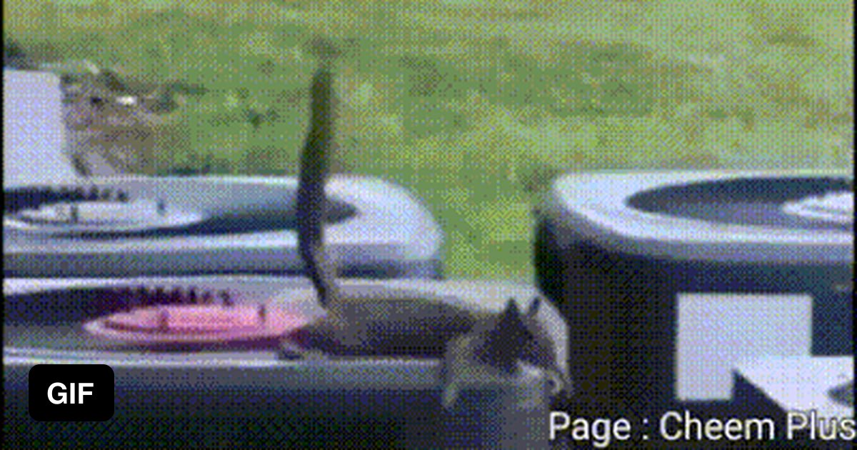 Squirrel's poop flies off because of a fan. - 9GAG