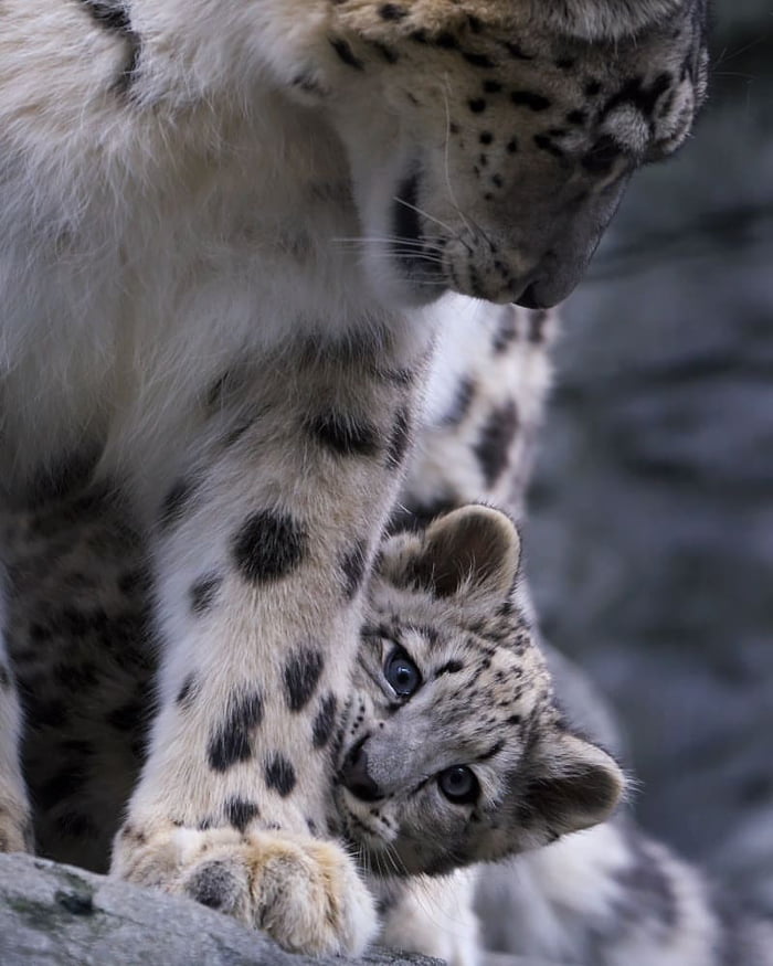 Snow Leopards are adorable. - 9GAG