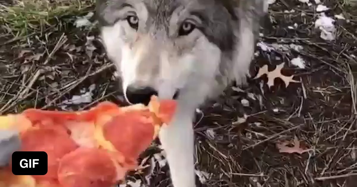 The rare pizza wolf and stuff! - 9GAG