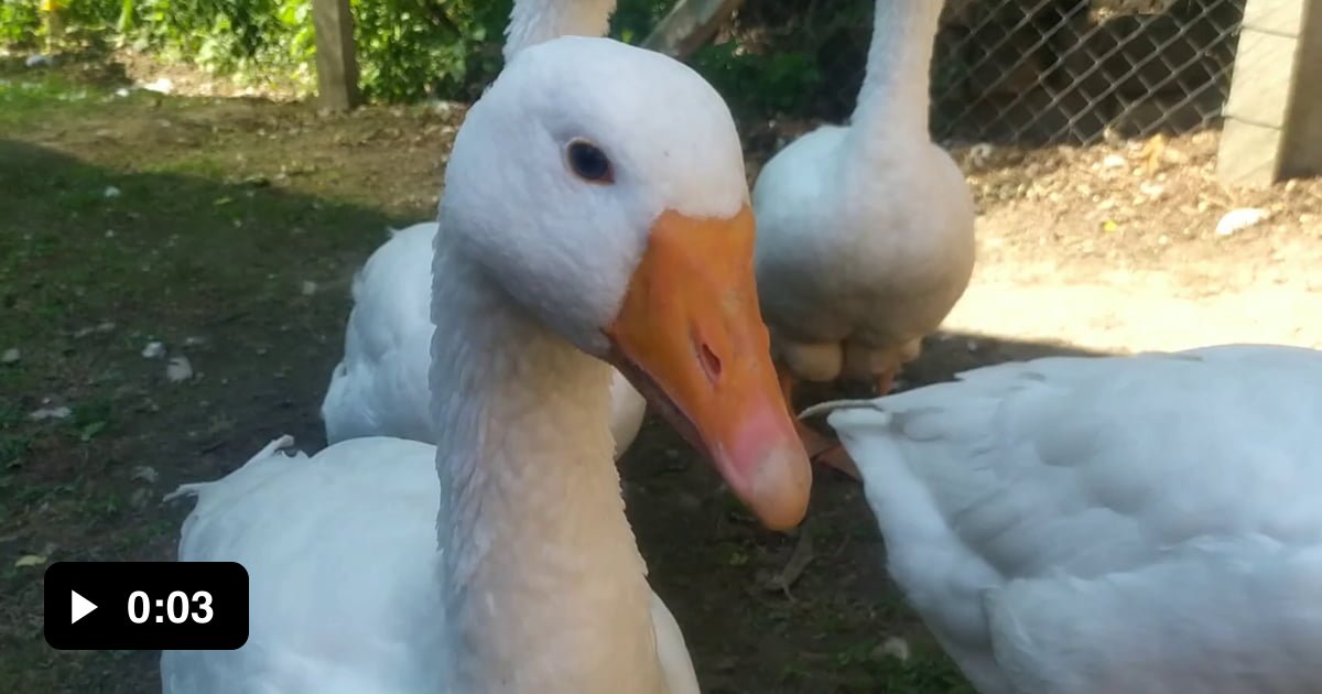 Feeding geese peaches - 9GAG