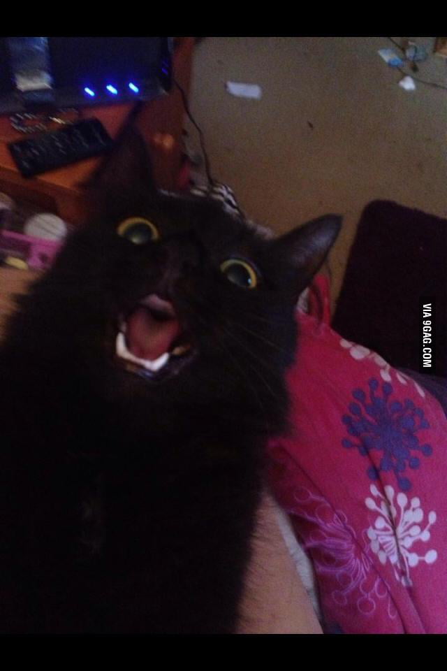My friends cat pulls this face when you pick her up... - 9GAG