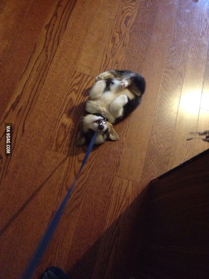 Want to walk my new corgi, but his refusal is just too darn cute. - 9GAG
