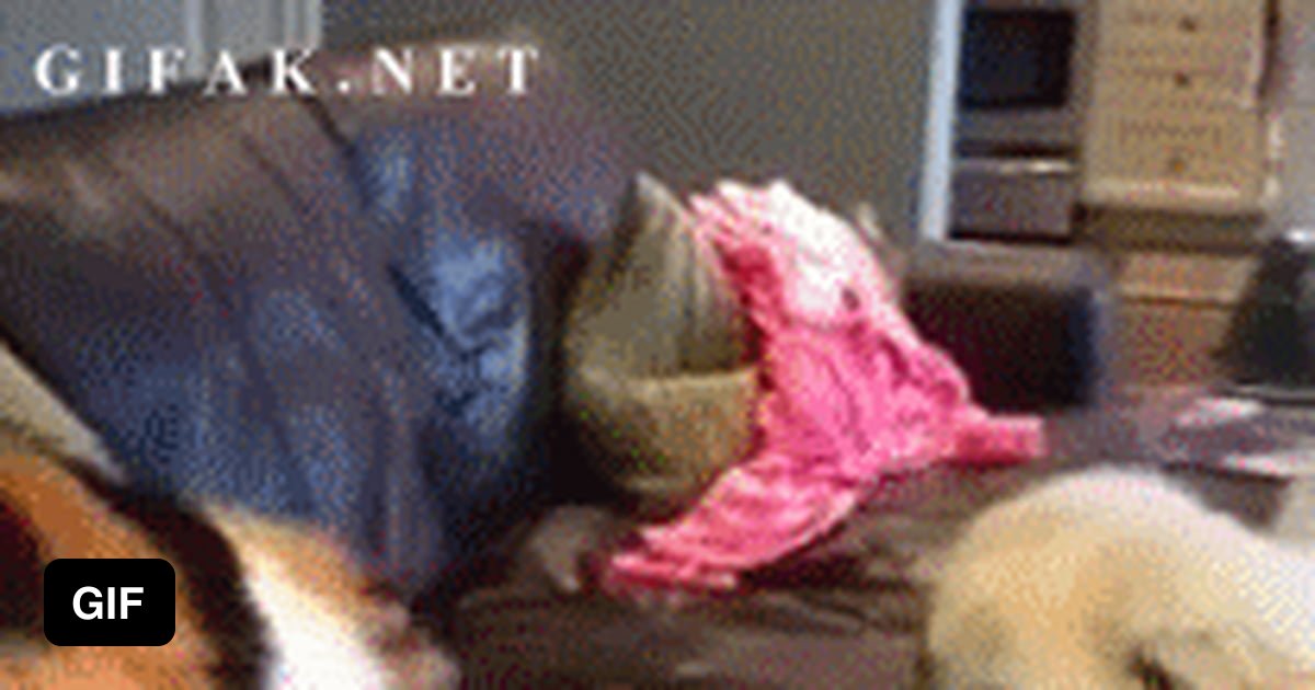 Nice kitty... - 9GAG