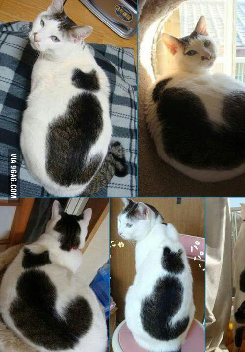 Catception! - 9GAG