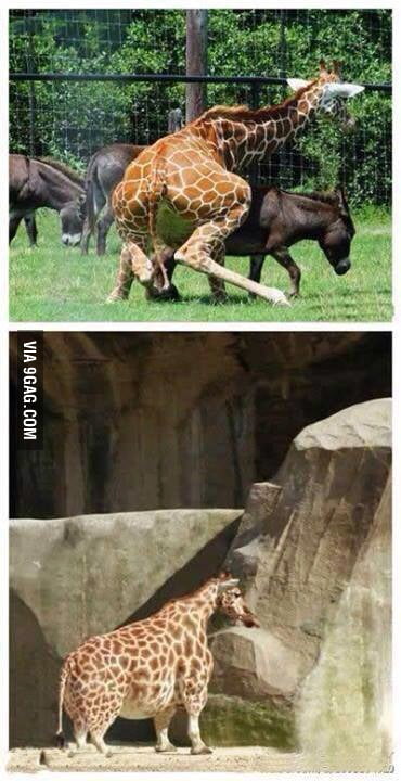 Giraffe + Donkey = $&@!?*#% - 9GAG