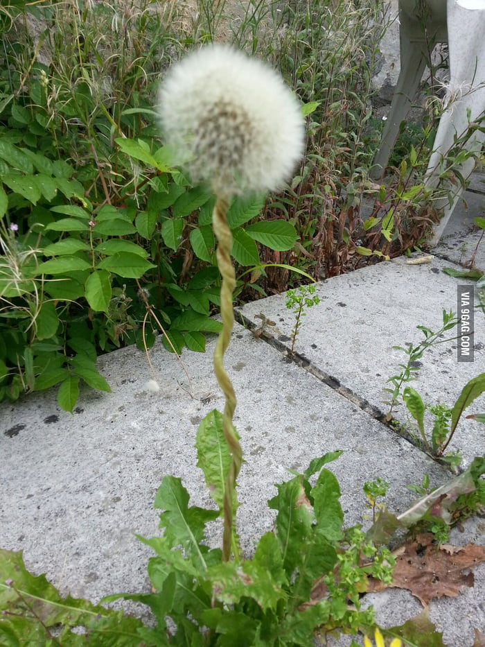 Ever seen a twisted dandelion stem? - 9GAG