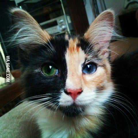 Left eye blue and right eye green - 9GAG