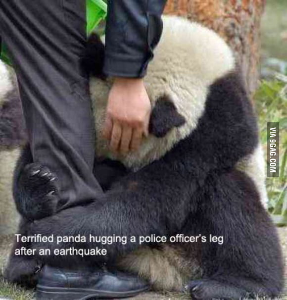 Poor panda - 9GAG