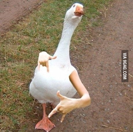 So I Googled "Gangster Duck"... - 9GAG