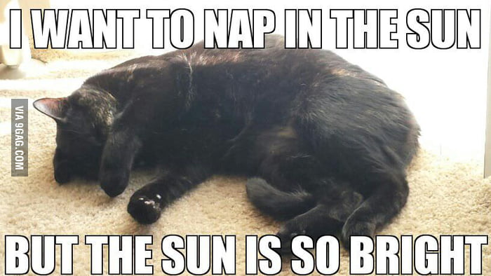 My cat had first world cat problems today - 9GAG