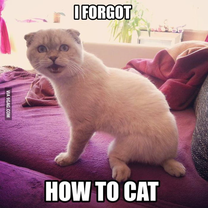 I forget how to cat - 9GAG