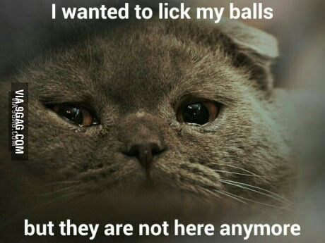 First world cat problems - 9GAG