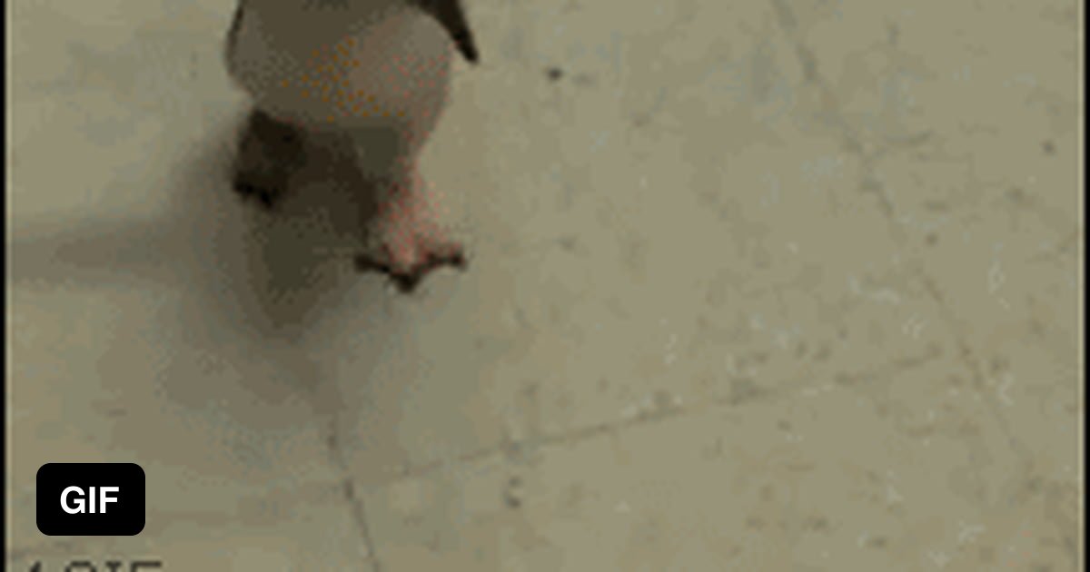 Baby penguin tickled - 9GAG