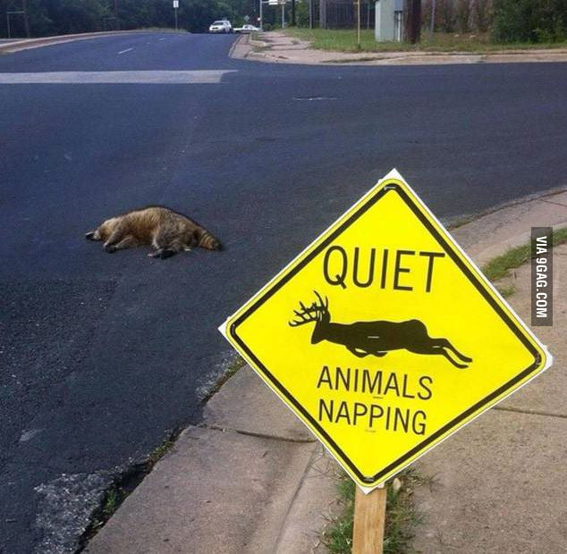 Sleep well my prince... - 9GAG