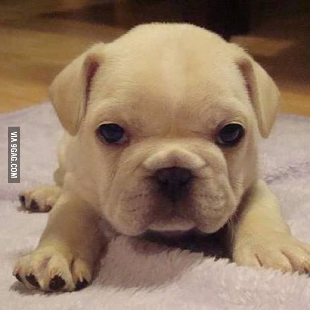 Real life jake the dog - 9GAG