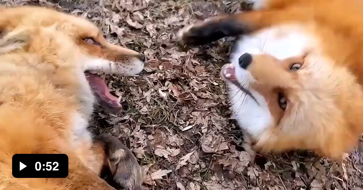 Fox laughing - 9GAG