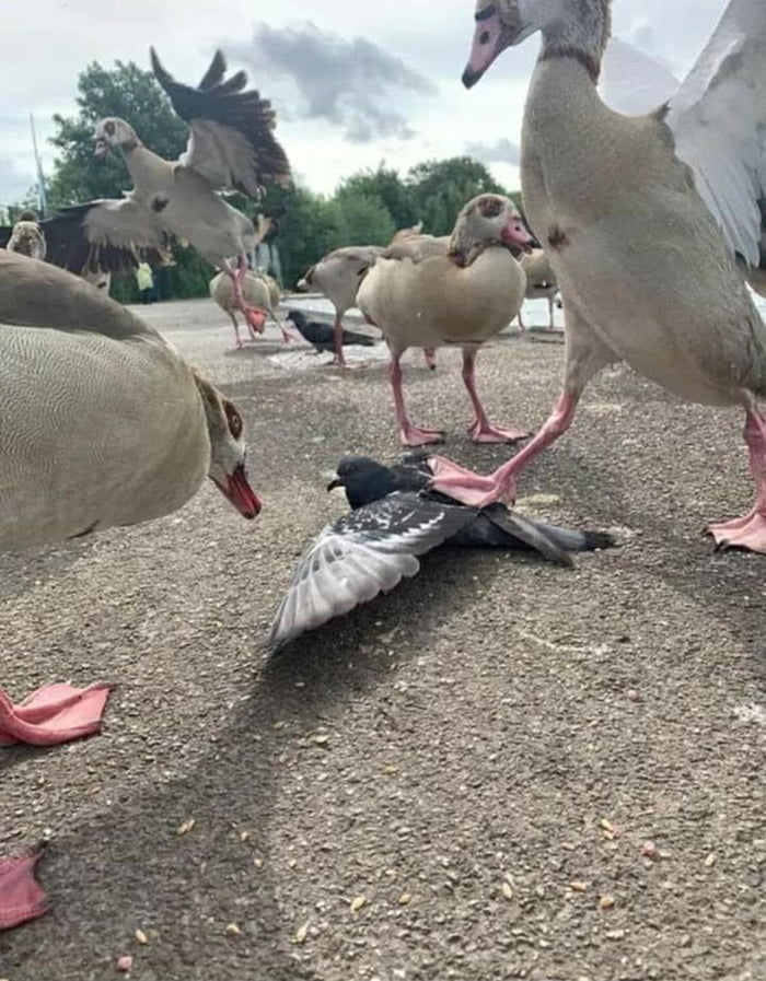Geese bullying pigeon - 9GAG