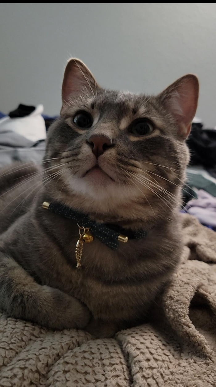 Full tum = Happy kitty - 9GAG