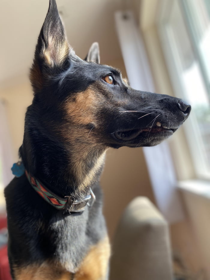 Trying to be a threatening guard dog but looking like a toofy doofus ...