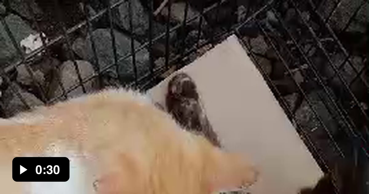 UwU police X vibes hari minggu (Turn up ur volume for better experience ...