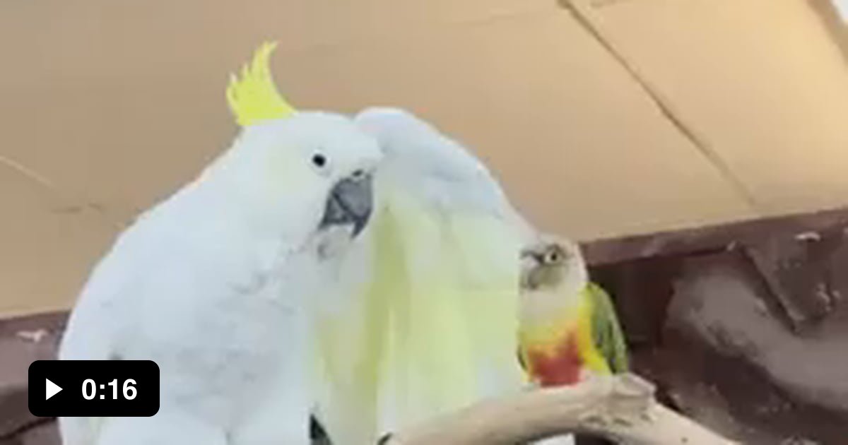 Pet the birb - 9GAG