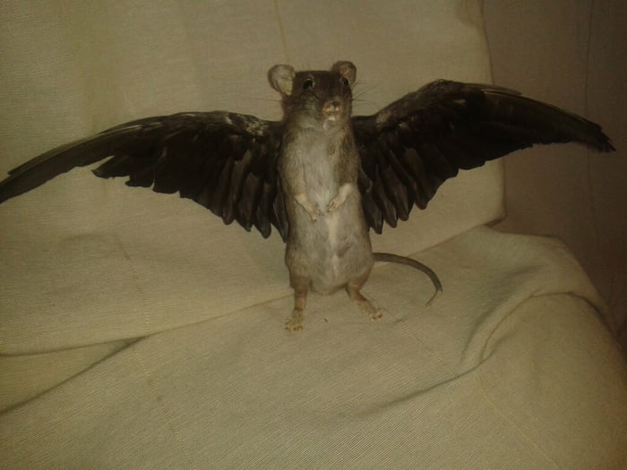 Winged Rat, the pigeon with extra steps - 9GAG