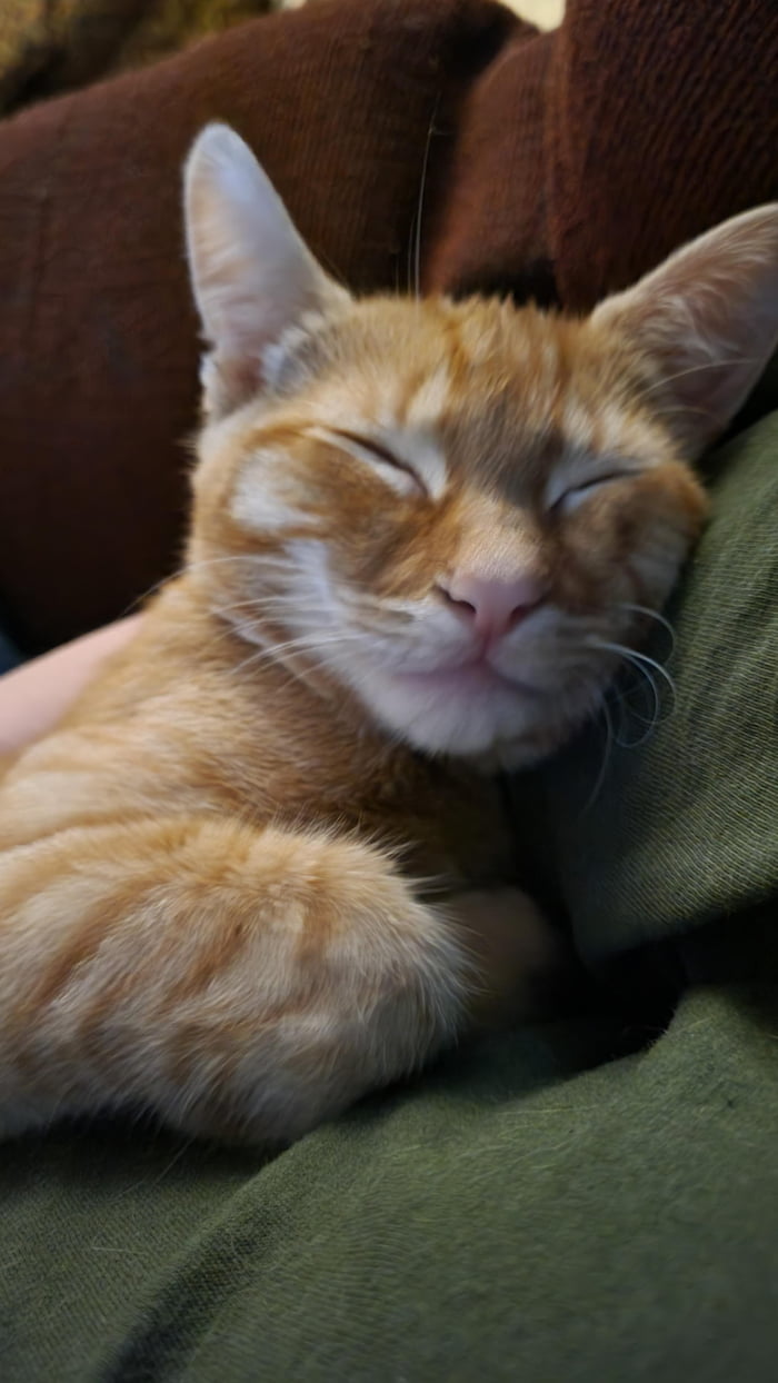 Goober is sleeping - 9GAG