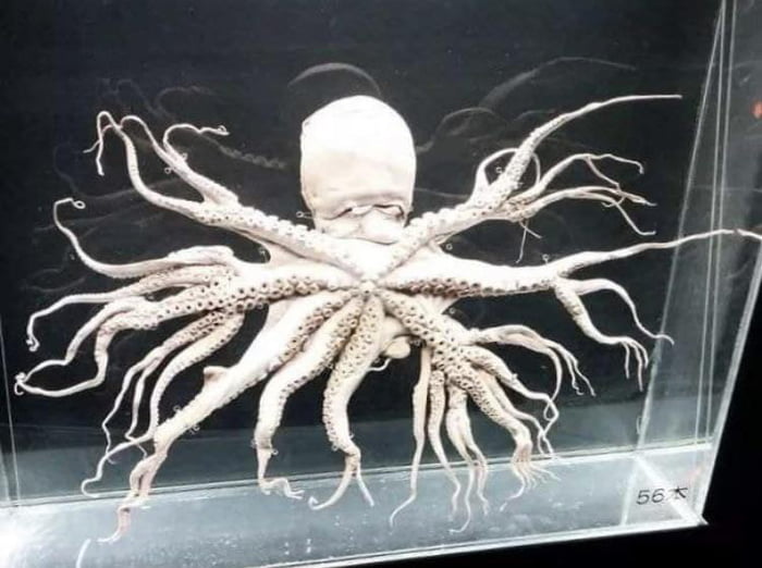 An Octopus with the disorder that causes it to have 96 legs - 9GAG