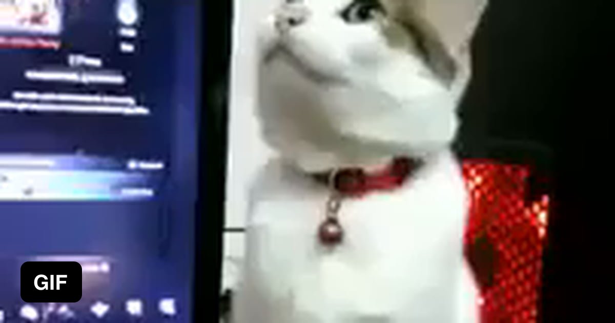 Cat.exe stopped working - 9GAG