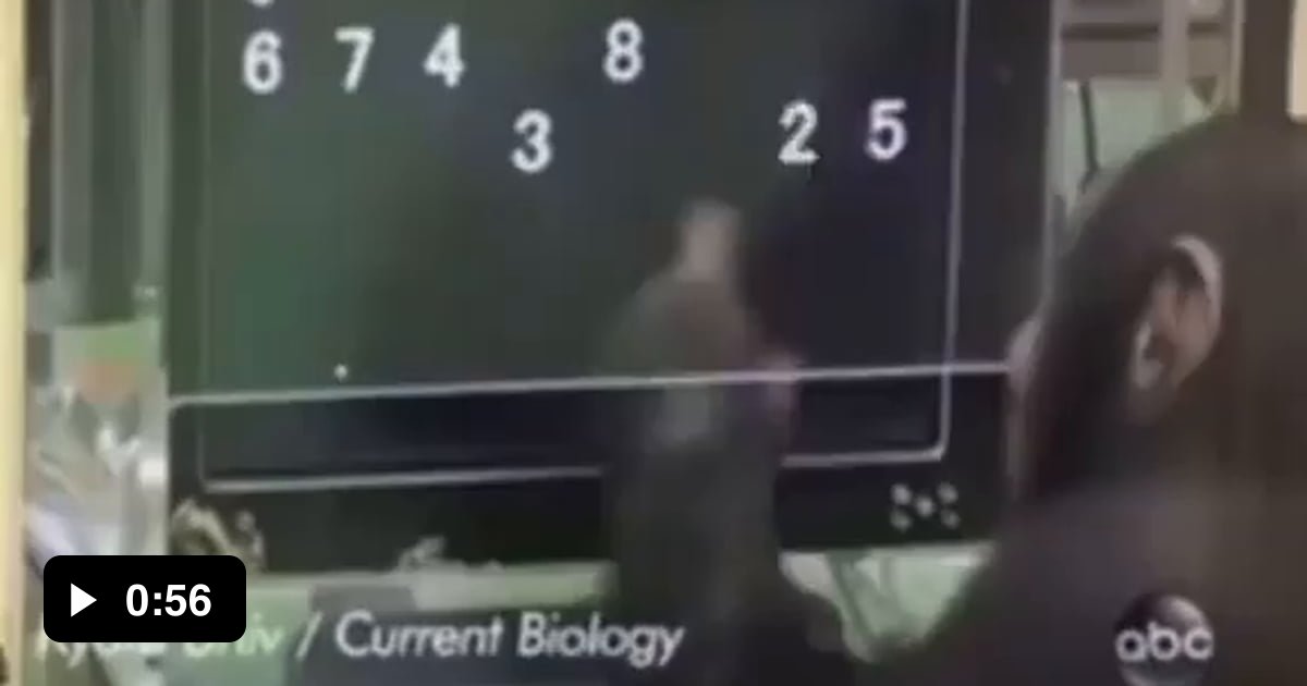 Chimpanzee playing a memory game and demonstrating insane memory skills ...
