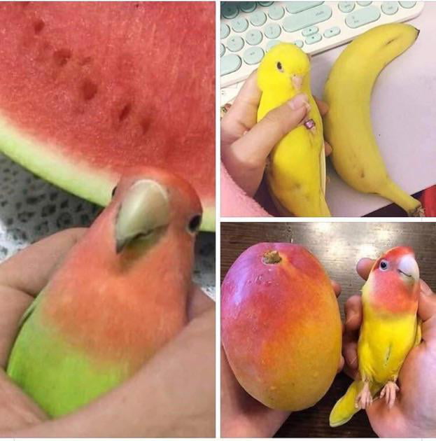 Fruits as. Birds - 9GAG