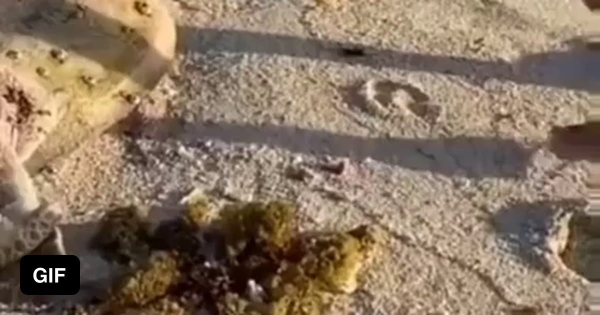 Bro helping a flipped sea turtle back into the ocean - 9GAG