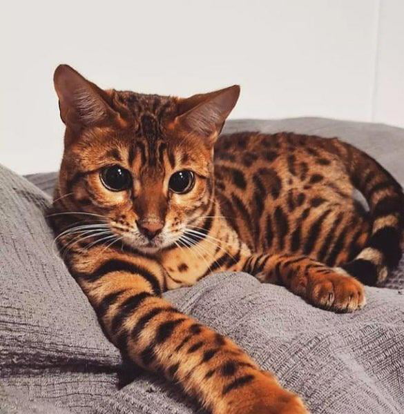 Indoor tiger - 9GAG