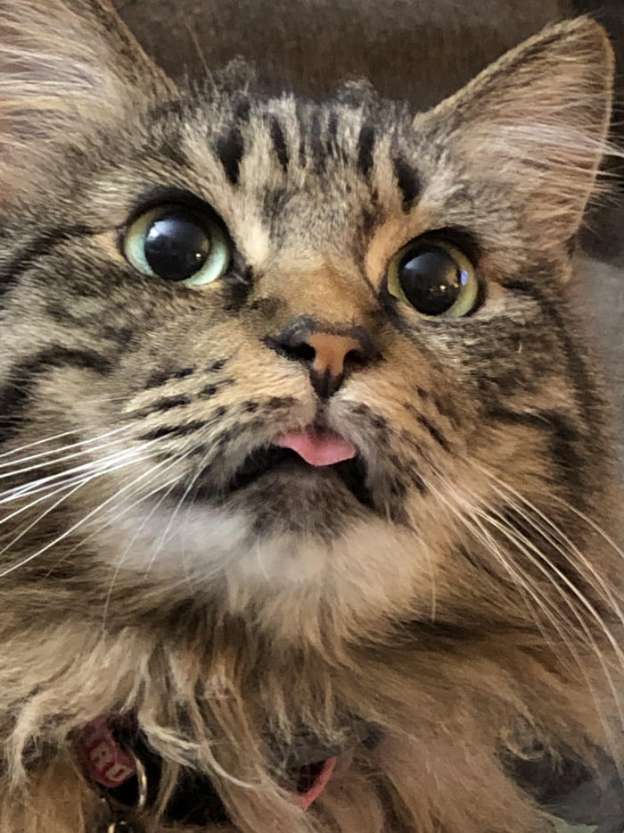 Blep - 9GAG
