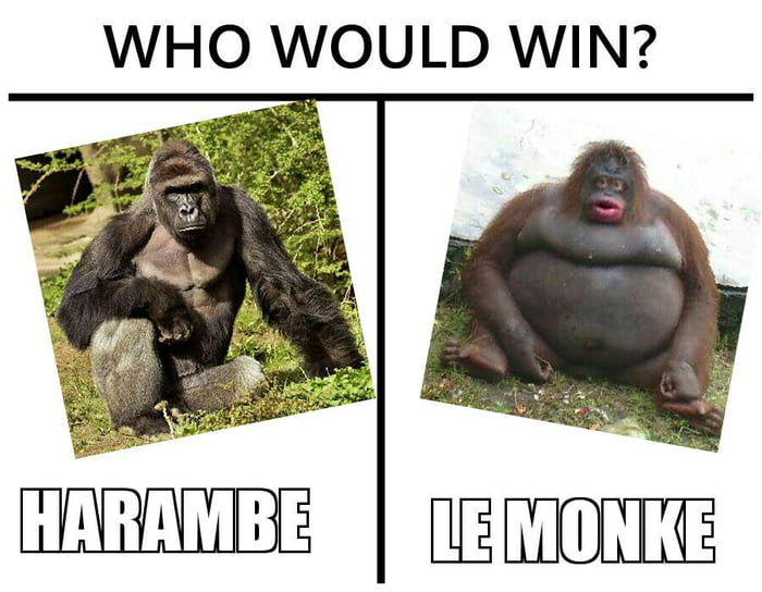 Harambe V.S Le Monke - 9GAG
