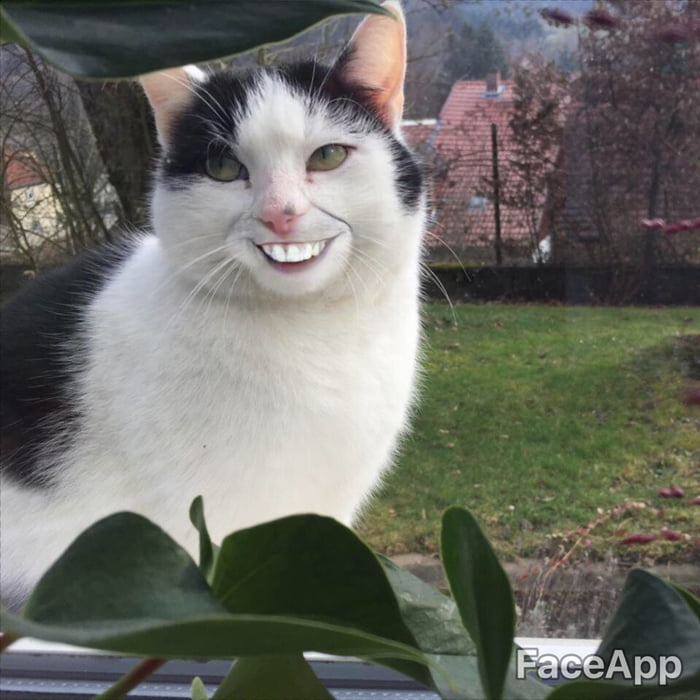 Tried FaceApp on my cat. Was Not disappointed. - 9GAG