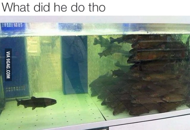 Something fishy is going on... - 9GAG
