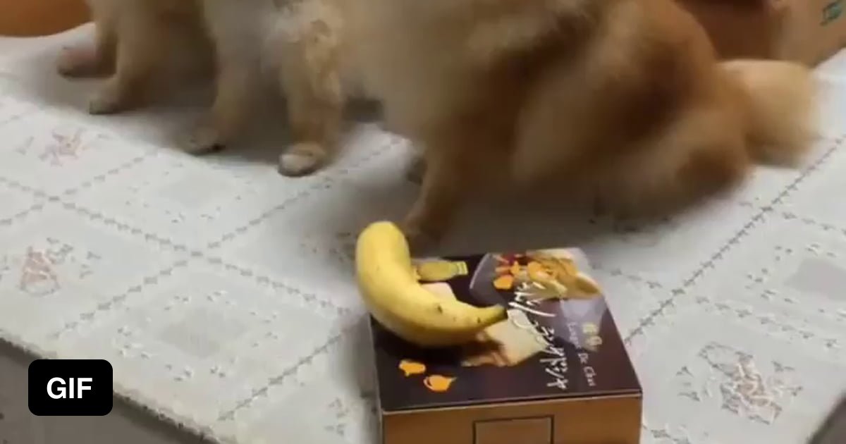 These poor inbred dogs - 9GAG