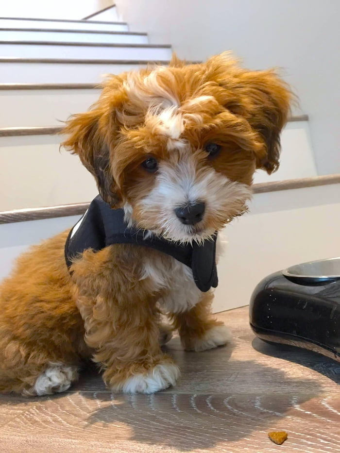 This is Cinnamon, my first dog after 42 years. - 9GAG