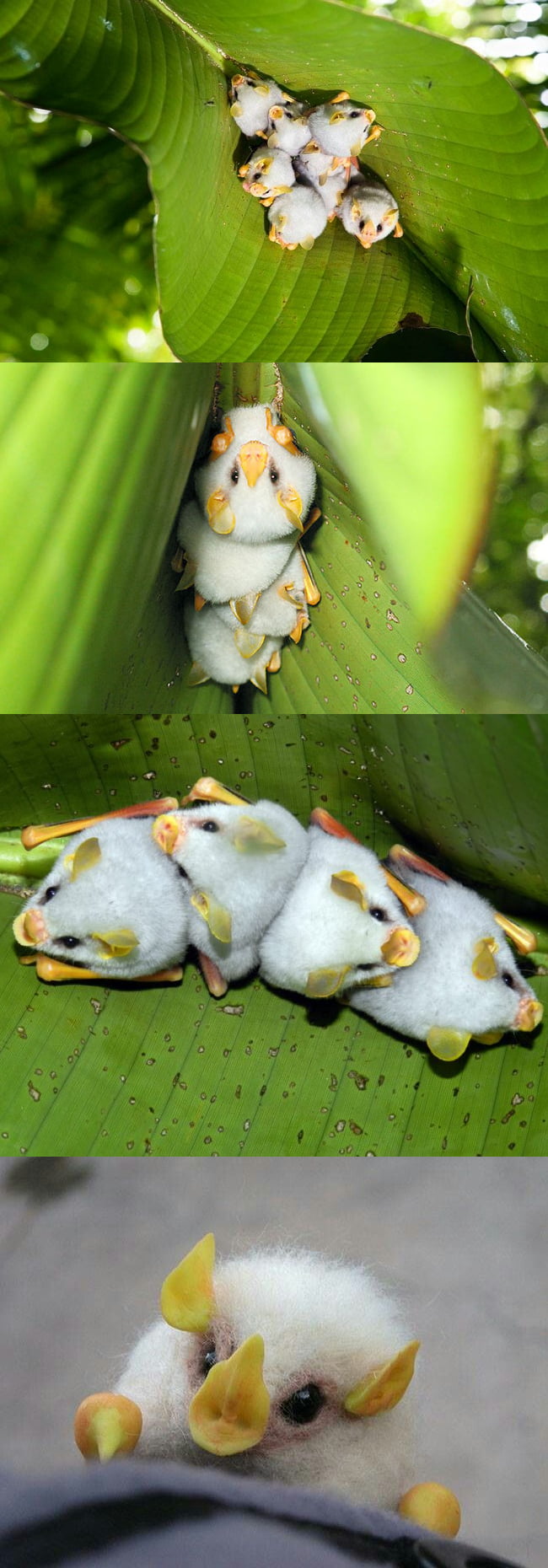Here are a couple of pictures of Honduran White Bats. Yes, they are real. And yes, they are f ...
