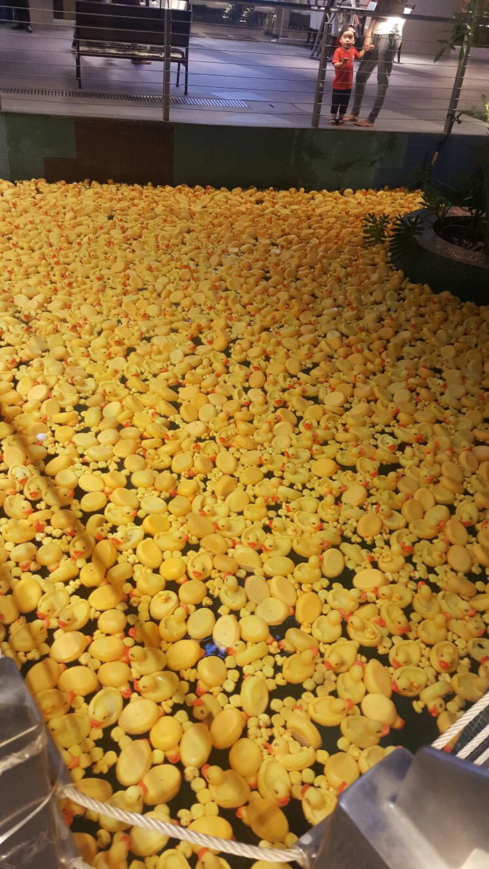 Sooo many rubber ducky! - 9GAG