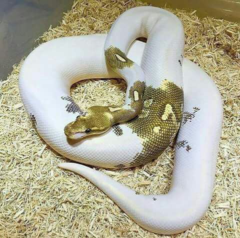 White gold boopity snek - 9GAG