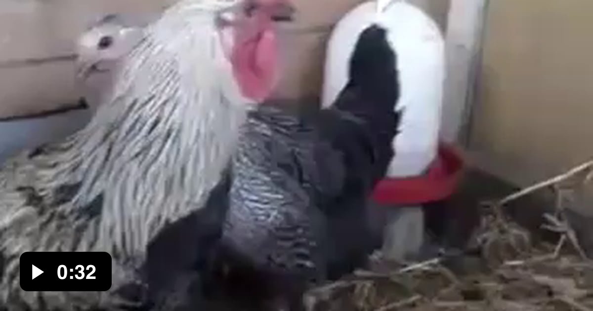 Death Metal rooster - 9GAG
