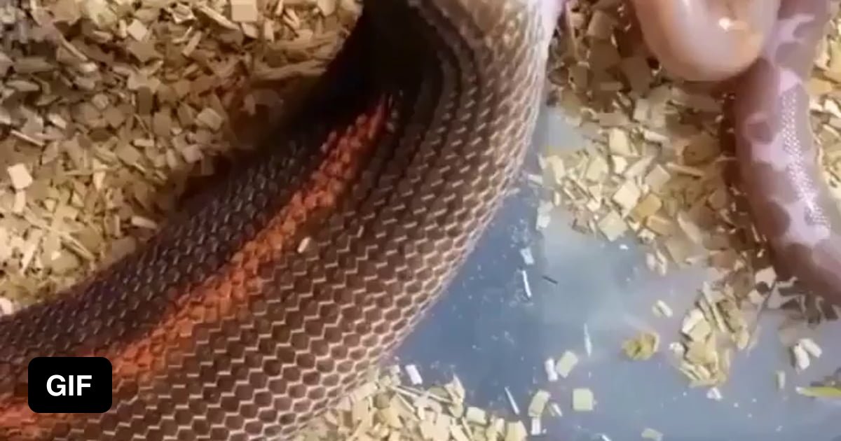 Snake giving birth - 9GAG