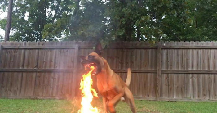Fire breathing dog - 9GAG
