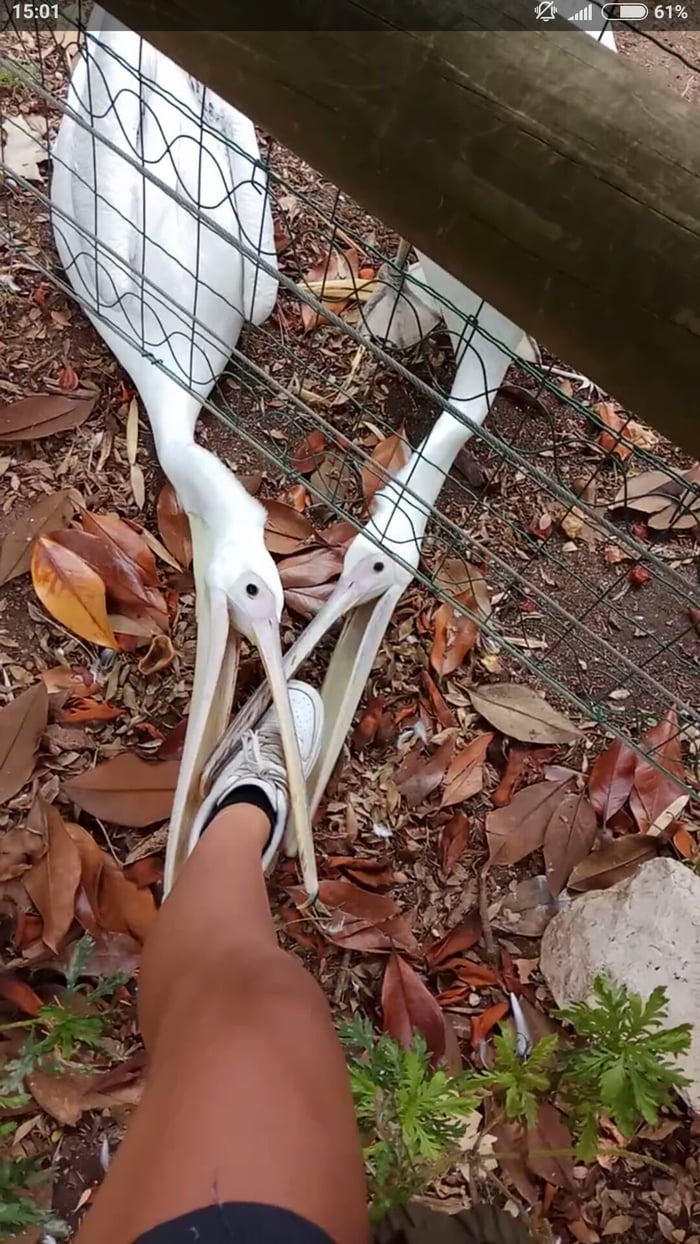 Foot Fetish 9gag