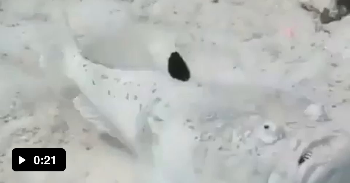 Stargazer Fish - 9GAG