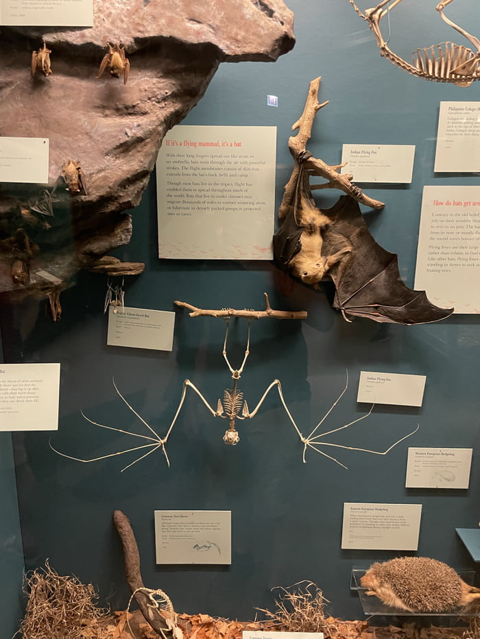 In the center is a modern day bat skeleton! This particular skeleton ...