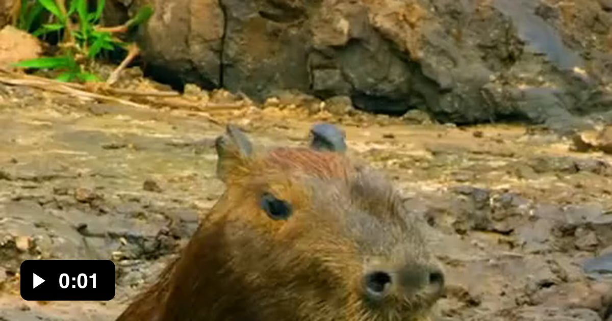 "My" new meme. Yes, it is smol. But I feel it brings proper feelings - 9GAG